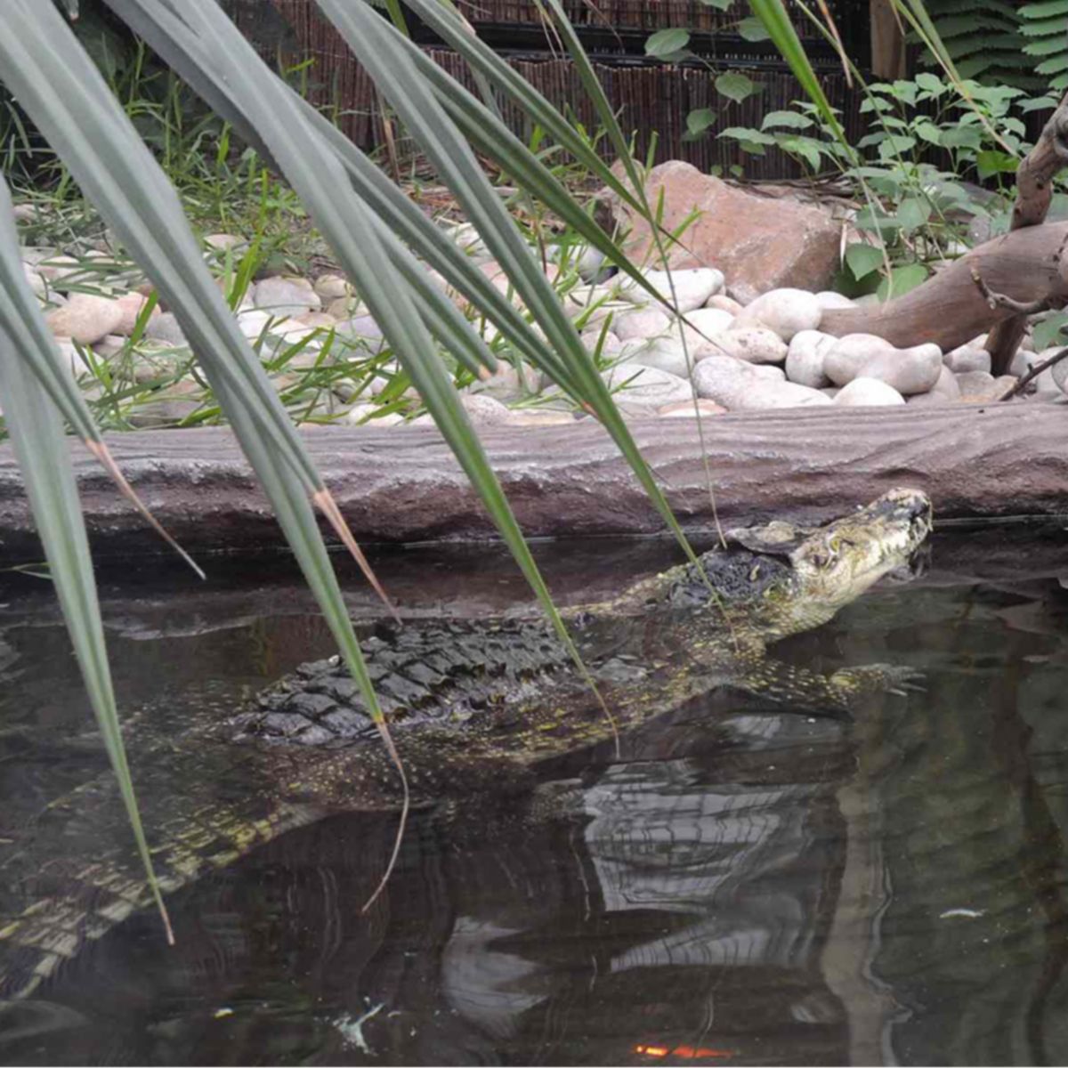 Paignton Zoo Environmental Park | Sika Concrete