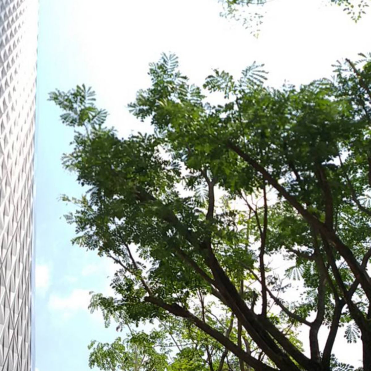 Bayan Tree | ซิก้า ประเทศไทย