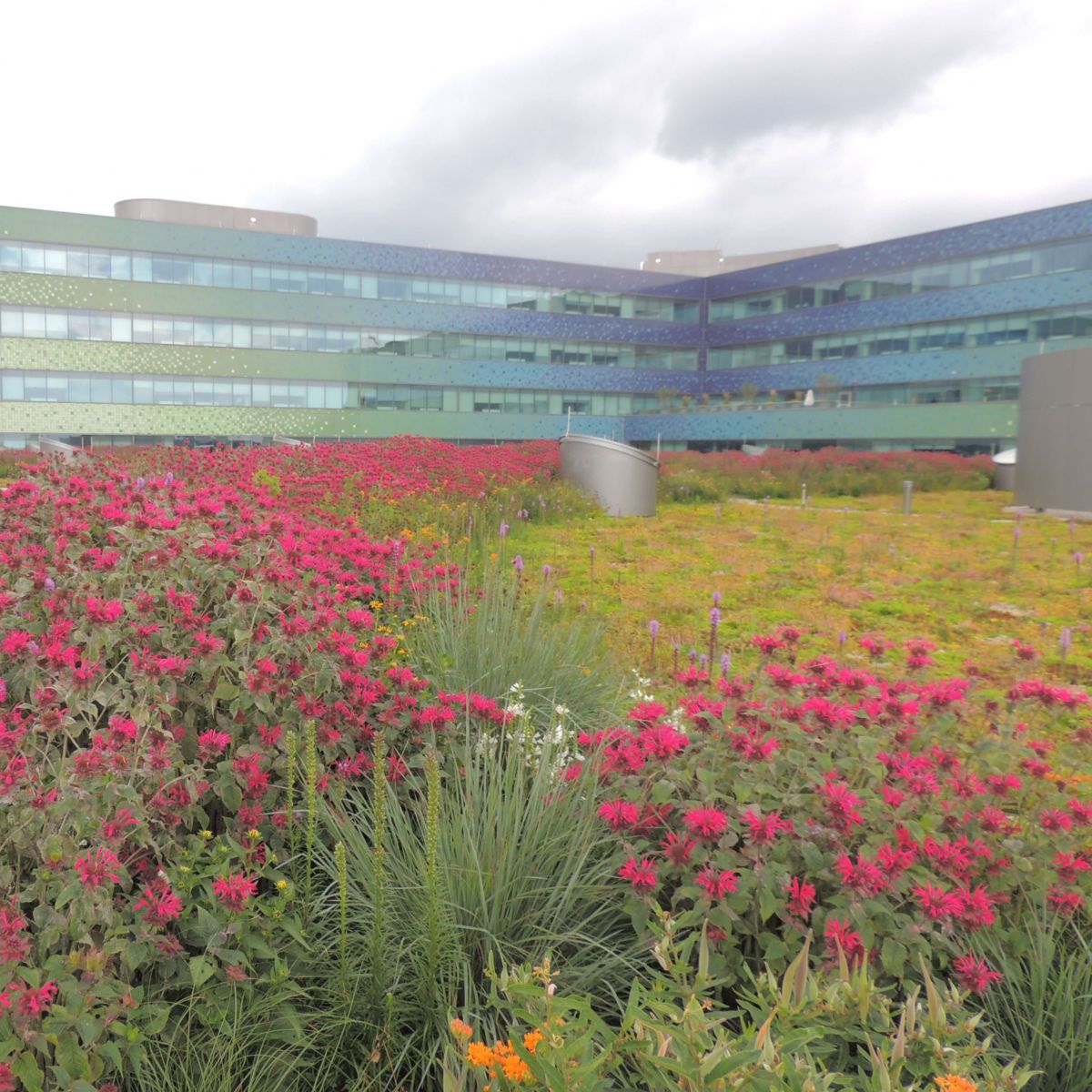 Mercy Hospital Green Roof